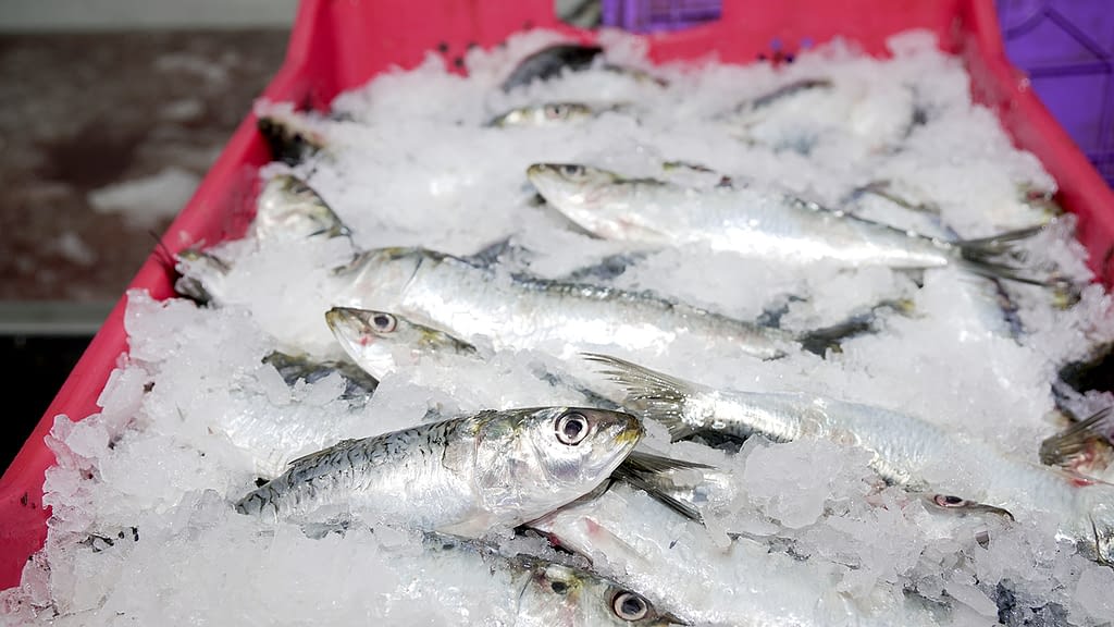 Oceamic II, fish cannery in Morocco, Laayoune Conserverie