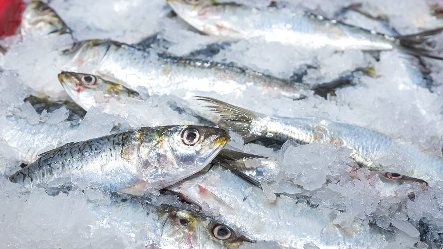 Production de sardines Marocaines en conserves avec plusieurs recettes